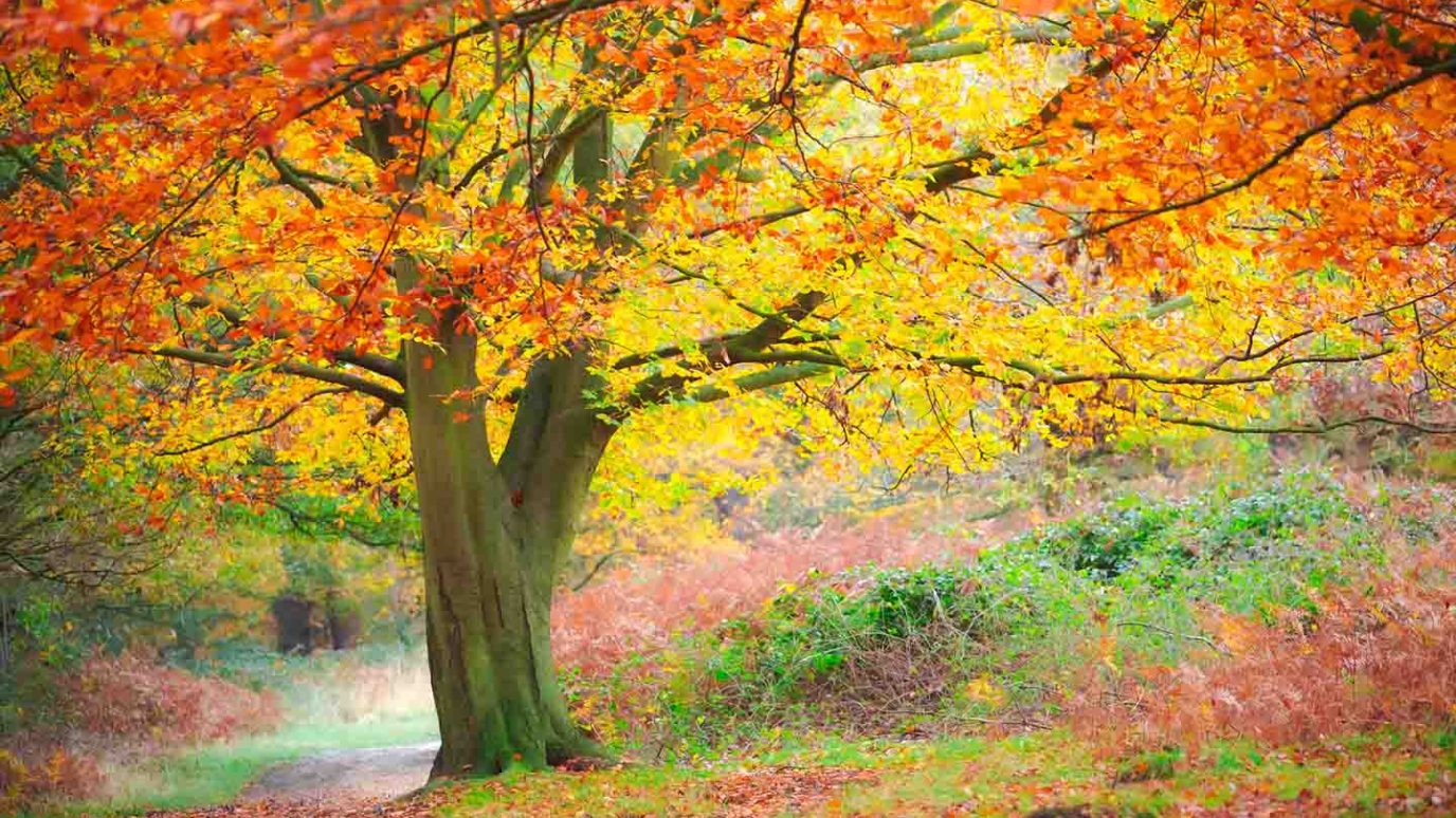 45 at 45: Blondie’s Atomic - Steve Pafford